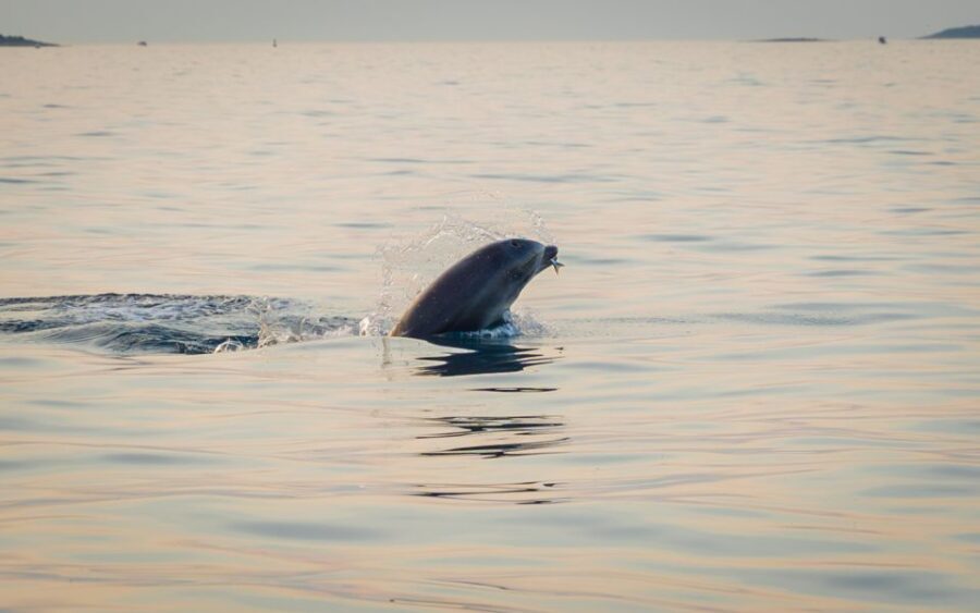 Rovinj: Sunrise Dolphins & Fishermen at Work Speedboat Tour