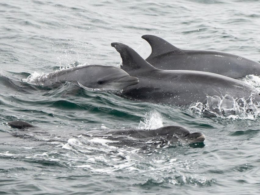 San Diego: Whale Watching Cruise - Who Will Love This Tour?