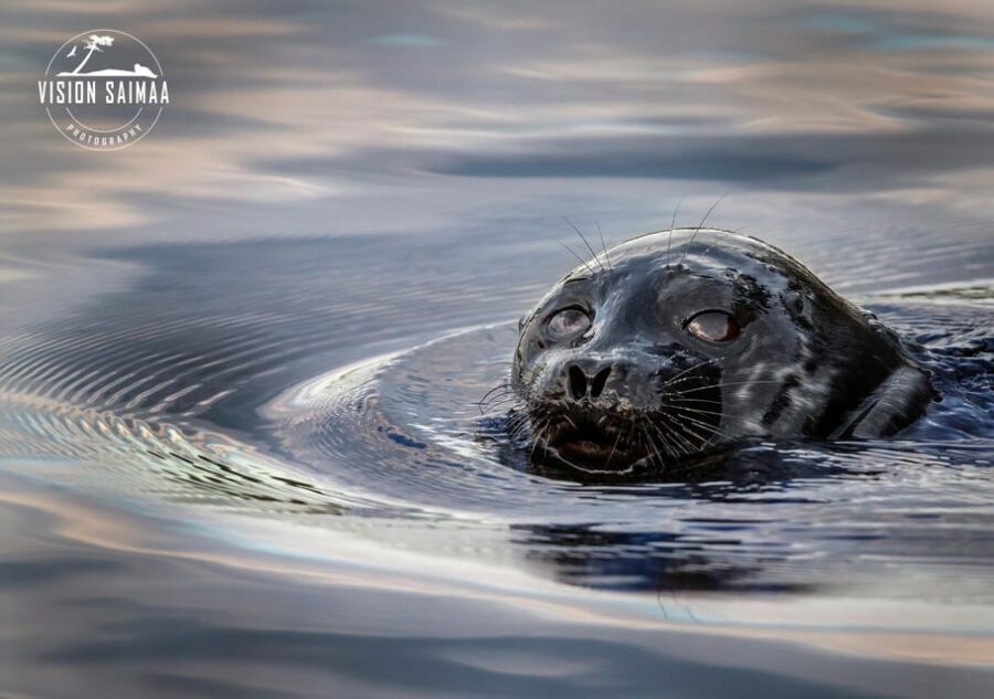 Savonlinna: Evening Photography Tour on lake Saimaa
