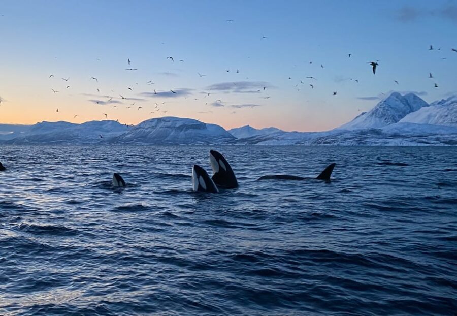 Skjervøy: Whale and Orca Watching Tour by RIB Boat