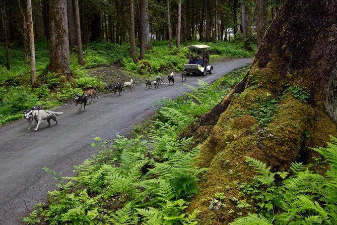 Sled Dog Discovery in Juneau - In the end, this tour rewards your curiosity with heartfelt moments and a deeper understanding of Alaska’s canine culture. For travelers wanting a fun, educational, and picturesque adventure, it’s hard to go wrong.
