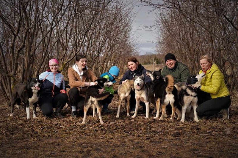 SLED DOG KENNEL VISIT TARTU COUNTRY ESTONIA