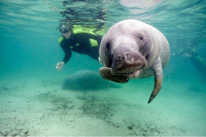Small group Manatee Tour with In-Water Divemaster/Photographer - The Value of This Tour