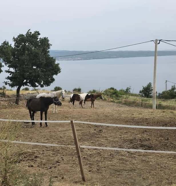 SPLIT: Guided ATV Tour Gornja Podstrana & Horses