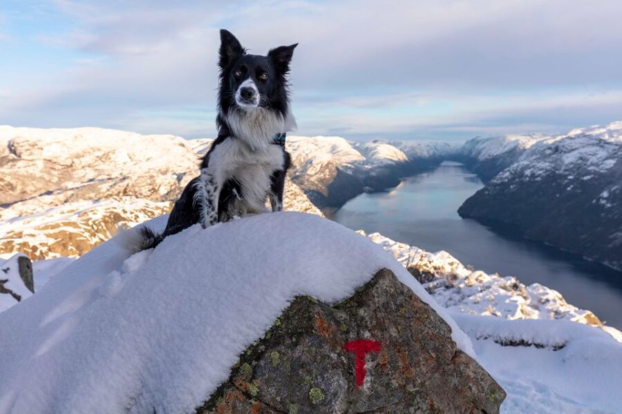 Stavanger: Preikestolen Winter Hike + Hot Lunch