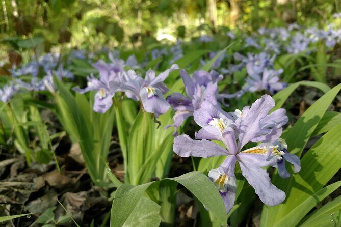 Stroll Back in Time Smokies History Streams and Forest Hike - The Sum Up