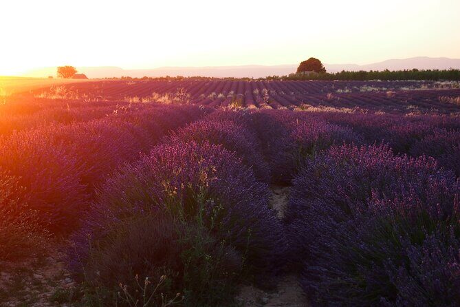 Sunset Lavender Tour in Valensole with pickup from Marseille - The Itinerary in Detail