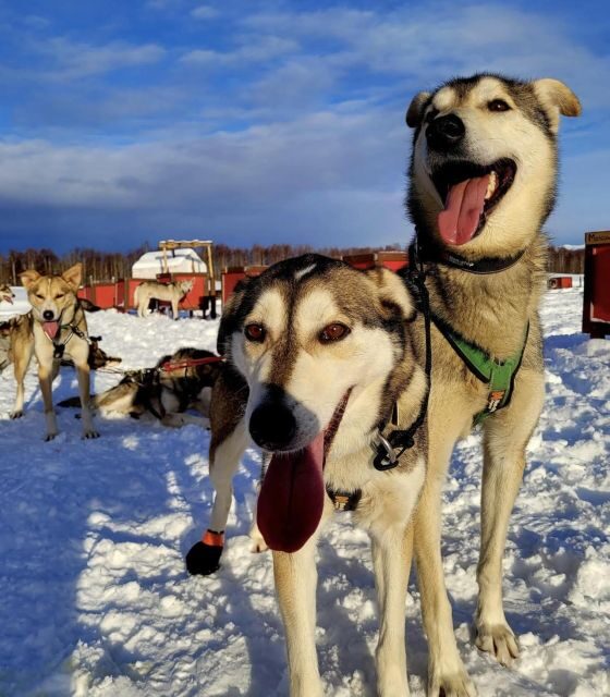 Talkeetna: Alaskan Winter Dog Sledding Experience - Who Is This Tour Best For?