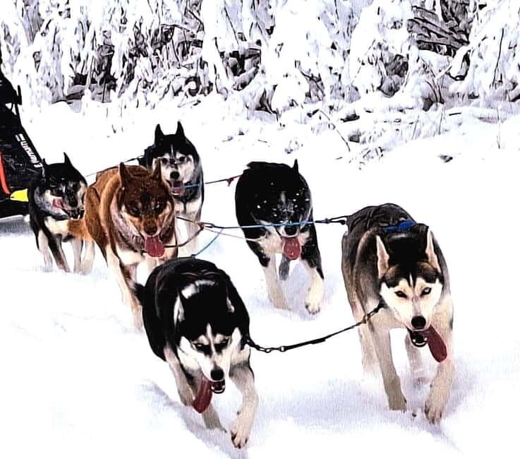 TARTU COUNTRY: SLED DOG TOUR AND KENNEL VISIT