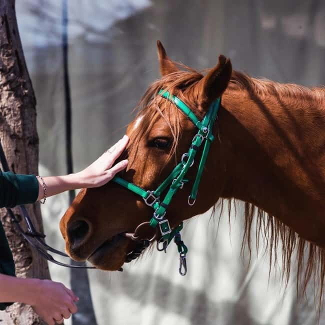 Tbilisi: Kakheti Horse Riding, Wine Tasting, and Cooking
