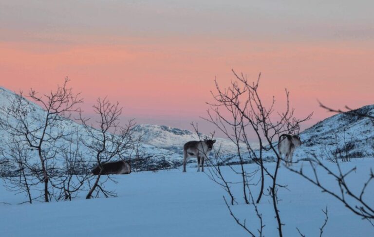 Tromso: Fjord Arctic Adventure Expedition - The Core Highlights and Their Value