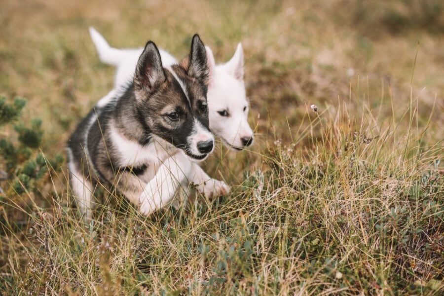 Tromsø: Puppy Training at the Husky Kennel with Lunch