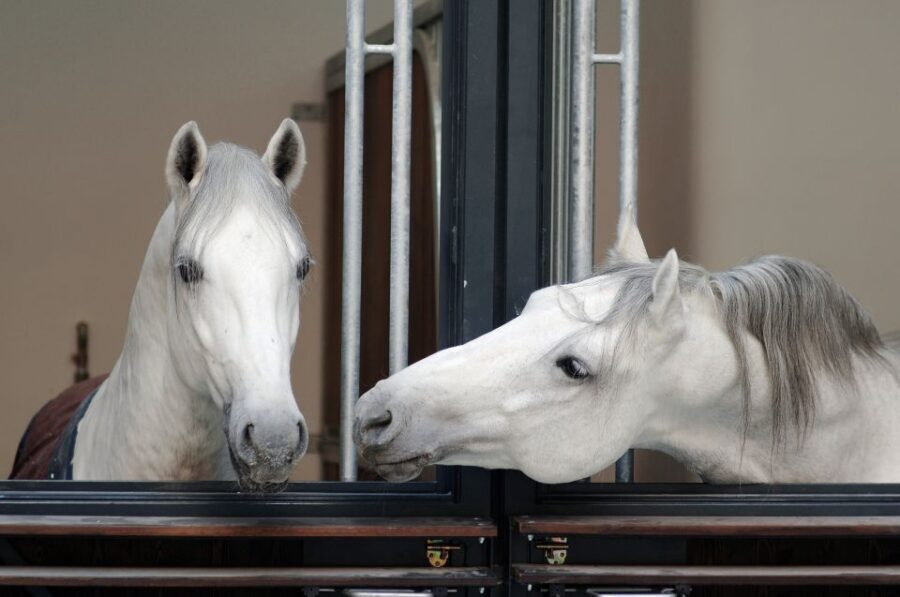Vienna Spanish Riding School Guided Tour