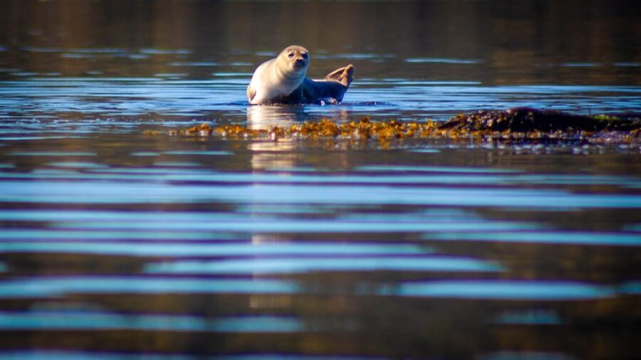 West Sweden: 5-Day Sea Kayak Camp with Seaside Accommodation
