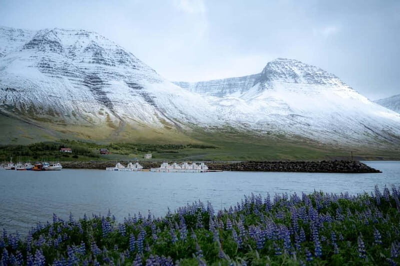 Westfjords Express Tour of Fishing Villages from Ísafjörður