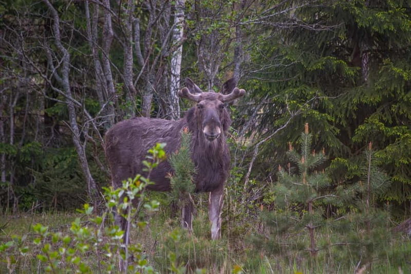 Wildlife safari with campfire dinner from Helsinki