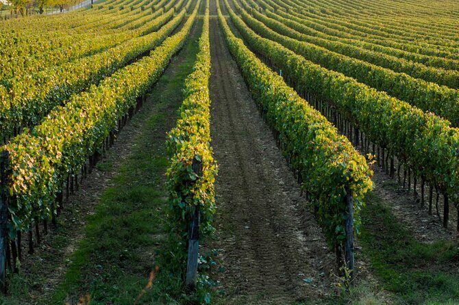 Wine tasting experience in the Apulian countryside