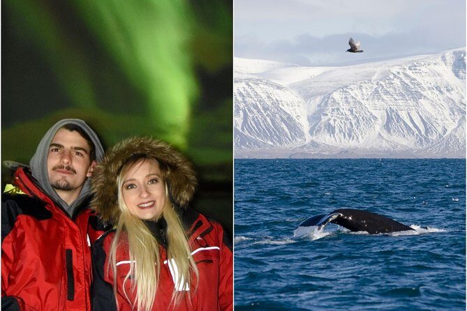 Winter Whale Watching & Northern Lights Cruise | Combo from Reykjavik - Whale Watching: What You Can Expect