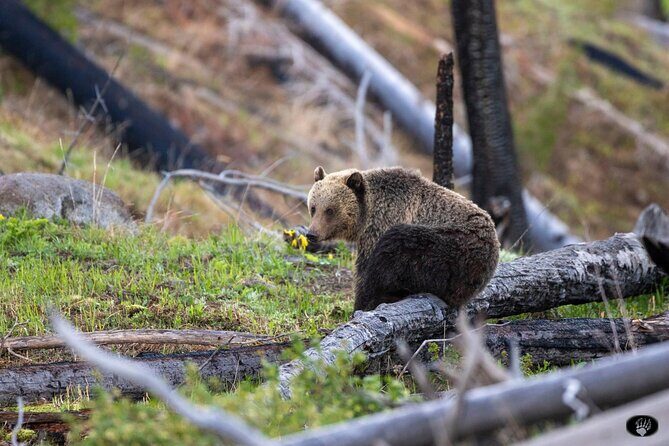 Yellowstone Wildlife and Photo Upper Loop Tour West Yellowstone - Practical Details & Considerations