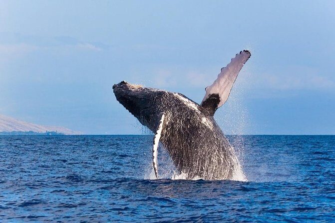 Zodiac Raft Whale Watching Adventure - Marine Life Abundance and Encounters