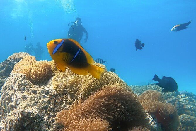 2 Dives in the morning for certified divers in Bora Bora - An In-Depth Look at the Bora Bora Dive Experience