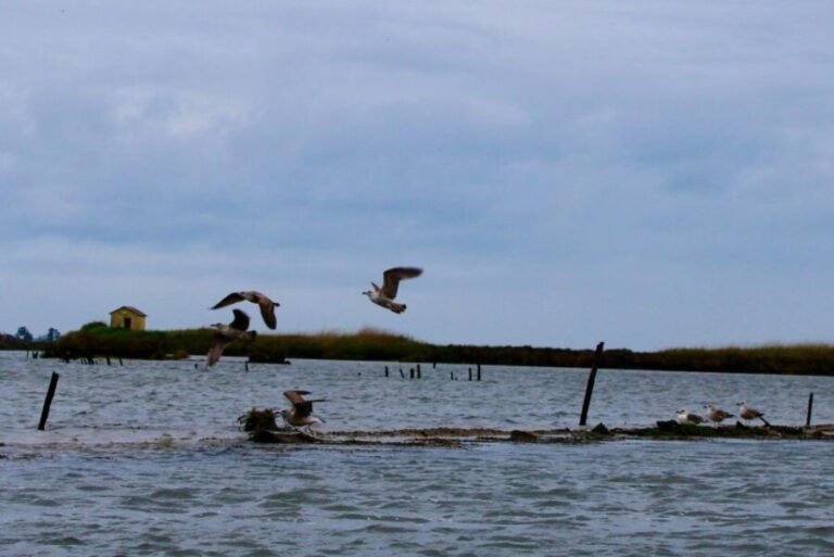 Aveiro: passeio de barco típico com degustação - 90 min - What’s Included and What to Expect