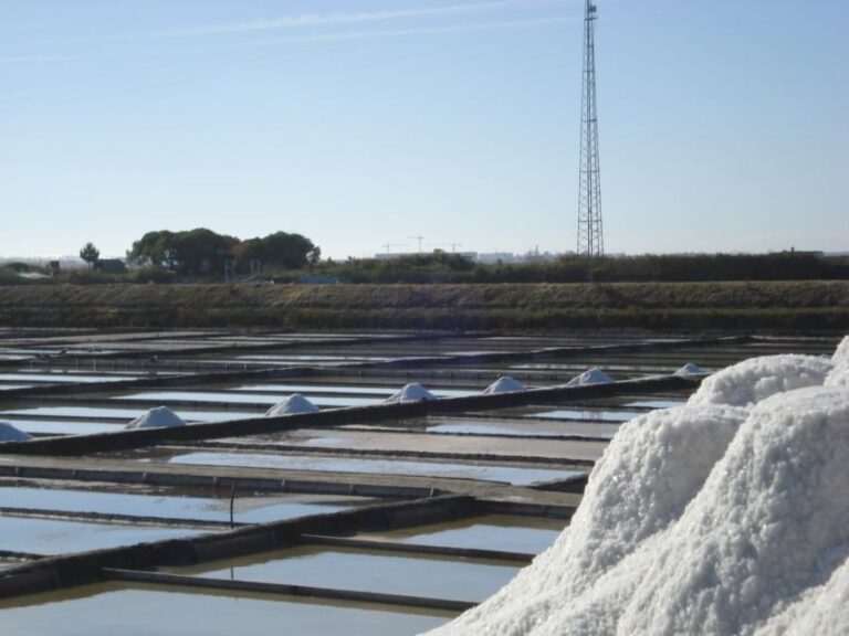 Aveiro: Walking Tour, Boat Cruise, Sweets & Church Entrance - The Details of the Tour Experience