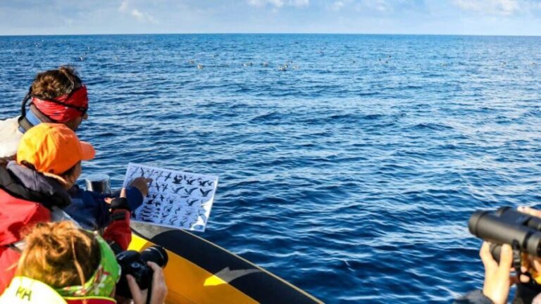 Azores Marine Birdwatching Expedition w/ Biologist Guide - Who Should Consider This Tour?