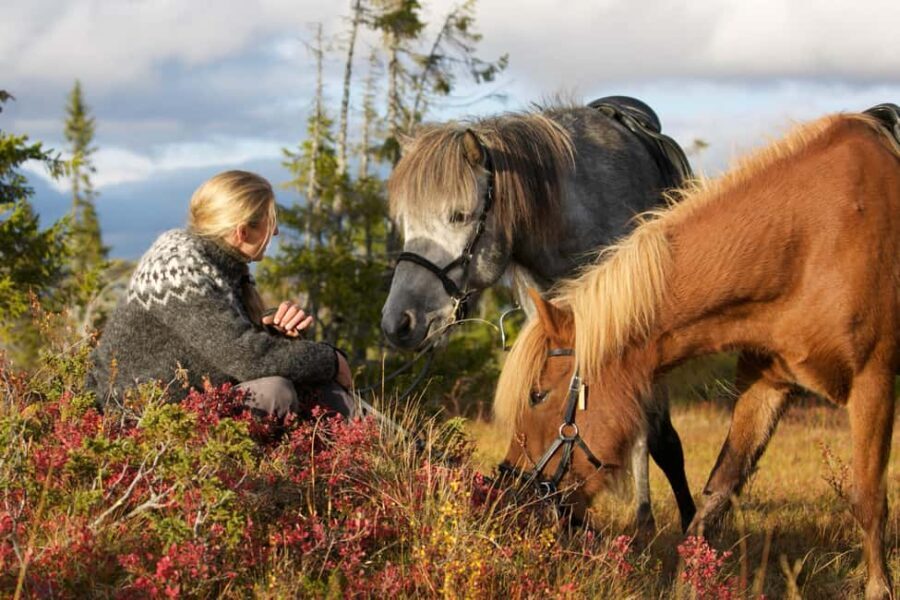 Bakvattnet: Pack horse trekking tour in Blomsterkogen - Breaking Down the Experience
