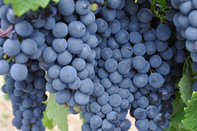 Barossa and Hahndorf Wine Tasting and Sightseeing Tour - Who Would Love This Tour?