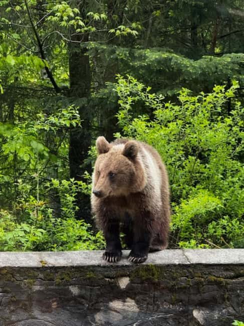 Bucharest: Top Gear Road and Wild Brown Bears Day Trip
