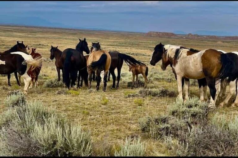 Cody: Red Canyon Wild Mustang Tour - The Scenic Drive and Landscape