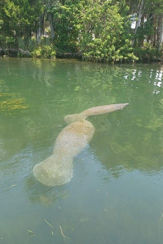 Crystal River: Manatee Snorkel with In-Water Guide - What to Expect on This Tour