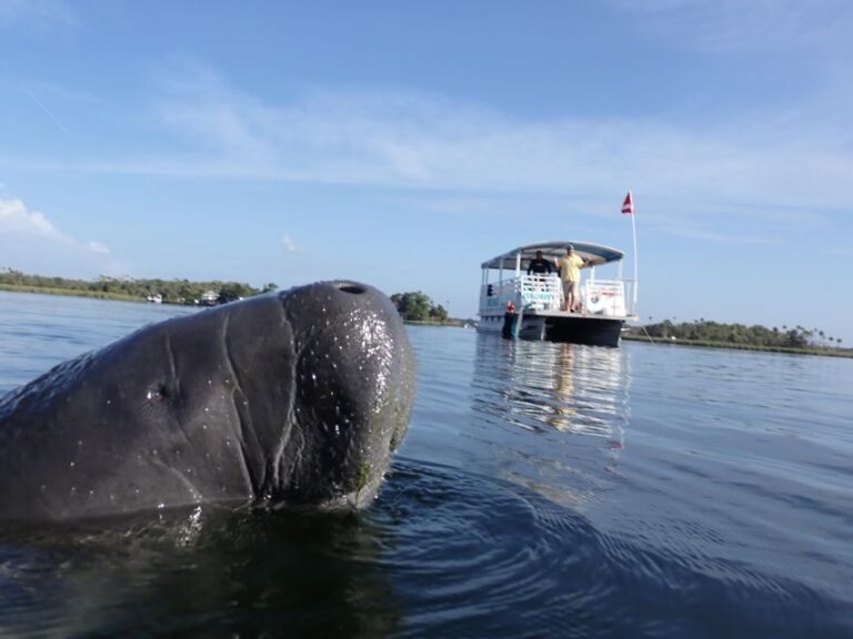 Crystal River: VIP Manatee Swim w/ In-water Photographer - The Itinerary in Detail
