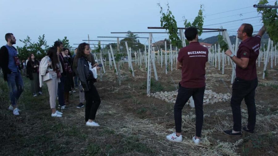 Discover Abruzzo and Castelferrato: Visit Vineyards and Wine Tasting