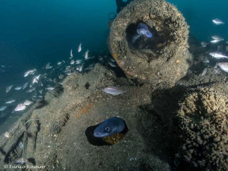 Dive the U-boat 1277 - the Most Iconic Dive in Portugal - The Itinerary: What to Expect