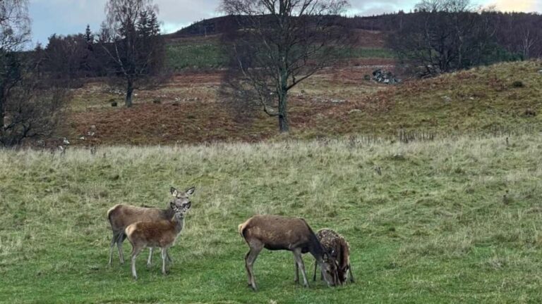 From Carrbridge: Cairngorms, Whisky, and Highland History - Exploring the Itinerary in Detail