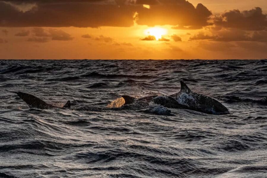 From Fazana: Private Dolphin search & Sunset cruise