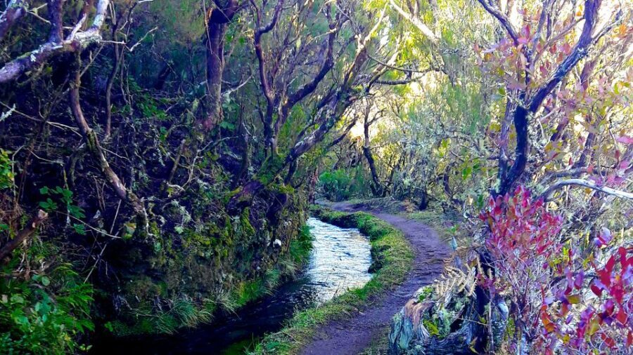 From Funchal: Madeira Lakes Levada Guided Hike