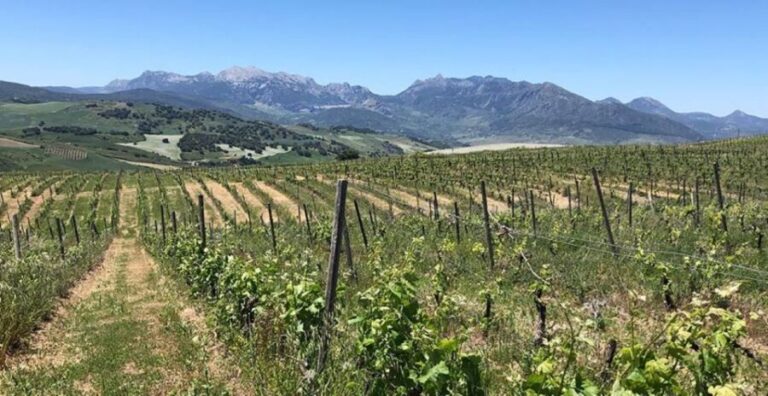 From Marbella: Ronda Tour Wineries Tour with Lunch - Who Will Enjoy This Tour?
