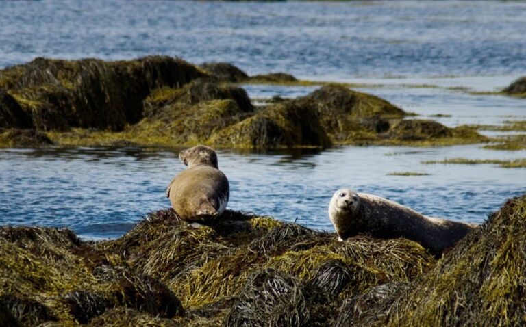 From Reykjavik: Snaefellsnes - Small Group, Lunch Included - Why This Tour Stands Out