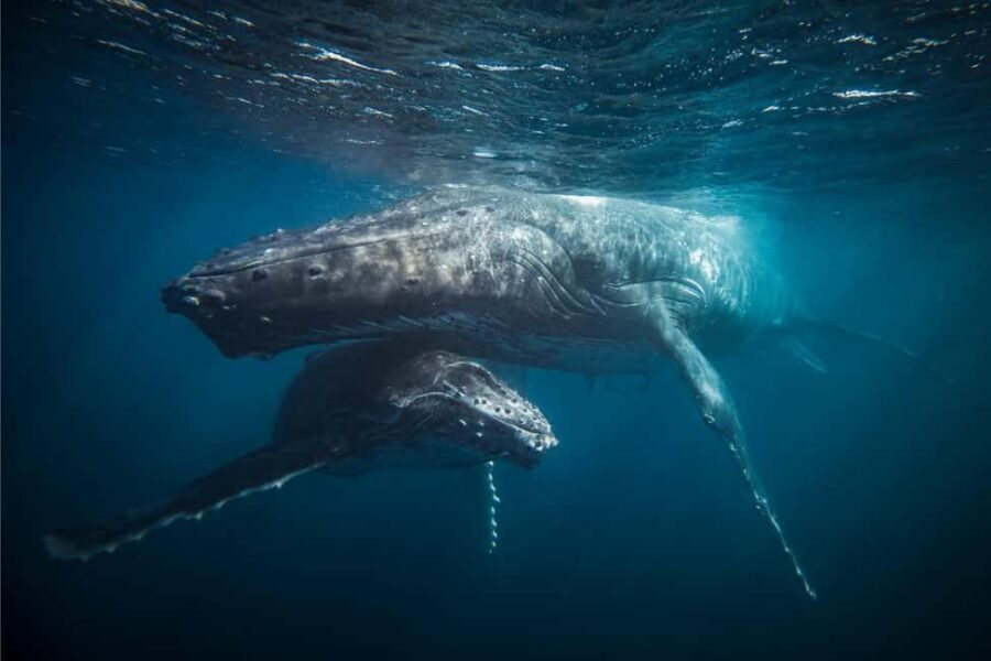 From Tromsø: Skjervoy Whale Watching RIB Boat Tour