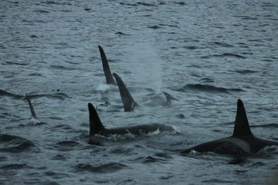 From Tromsø: Whale & Orca Safari with Lunch Included