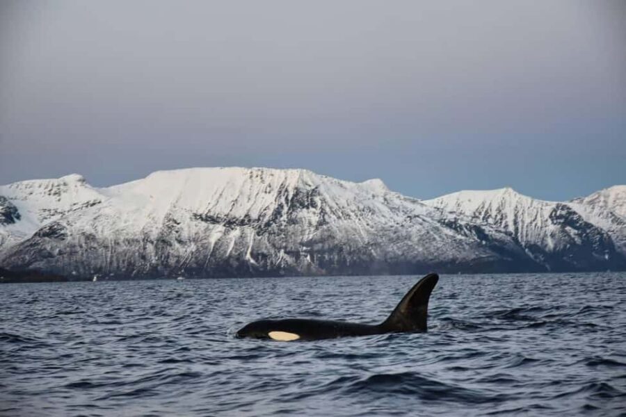 From Tromsø: Whale Sea Safari by RIB Boat