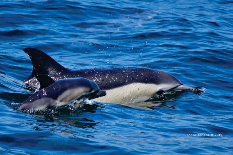 Gibraltar: Dolphin Watching Tour - Why the Price Delivers Value