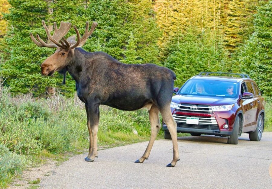 Half-Day RMNP Lakes and Meadows Tour-RMNPhotographer - The Itinerary: A Closer Look at Each Stop