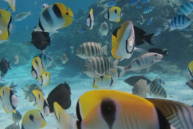 Half day Snorkeling Shared Boat Tour in Bora Bora - Practical Details for Your Trip