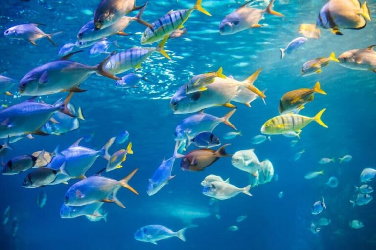 Honolulu: Glass Bottom Boat Tour along Oahu's South Shore - The Itinerary in Detail