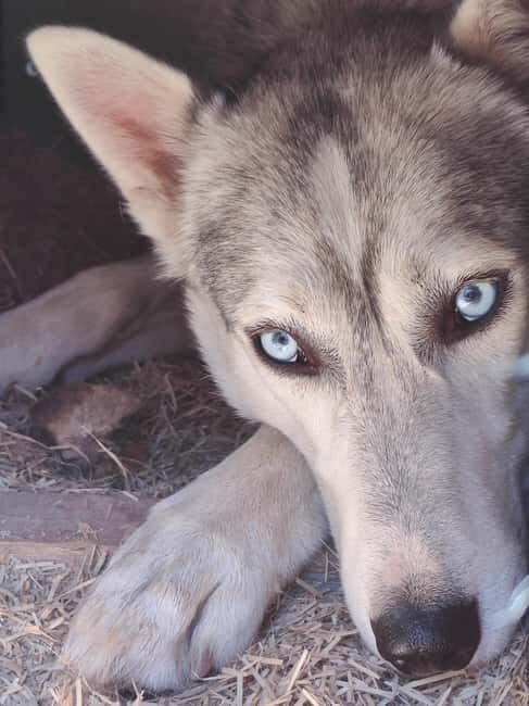 Husky Farm Visit with HuskySled Ride and Campfire