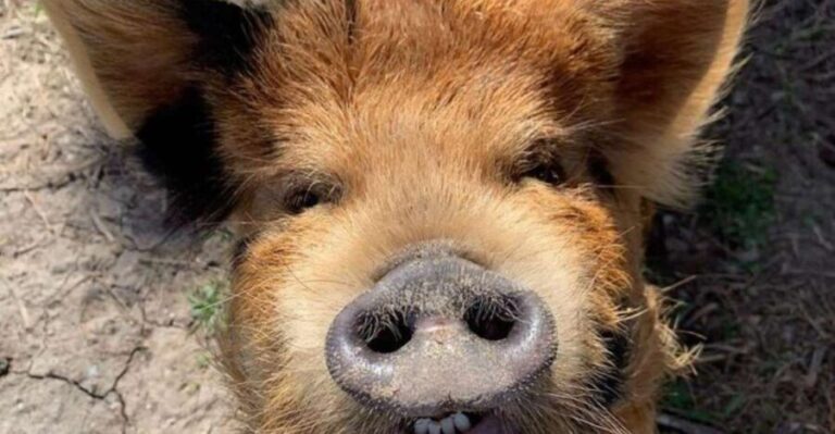 Hutto Texas: Kune kune Pig Farm Visit - What to Expect From the Tour